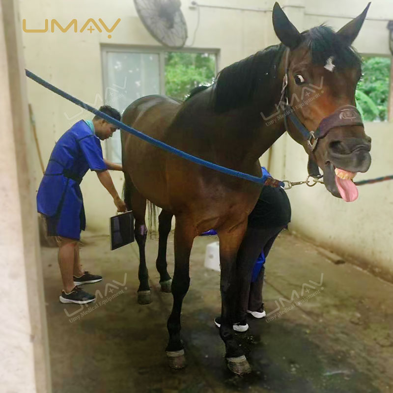 Vet Compact X-Ray Imaging System with Flat Panel Detector for Equine ...